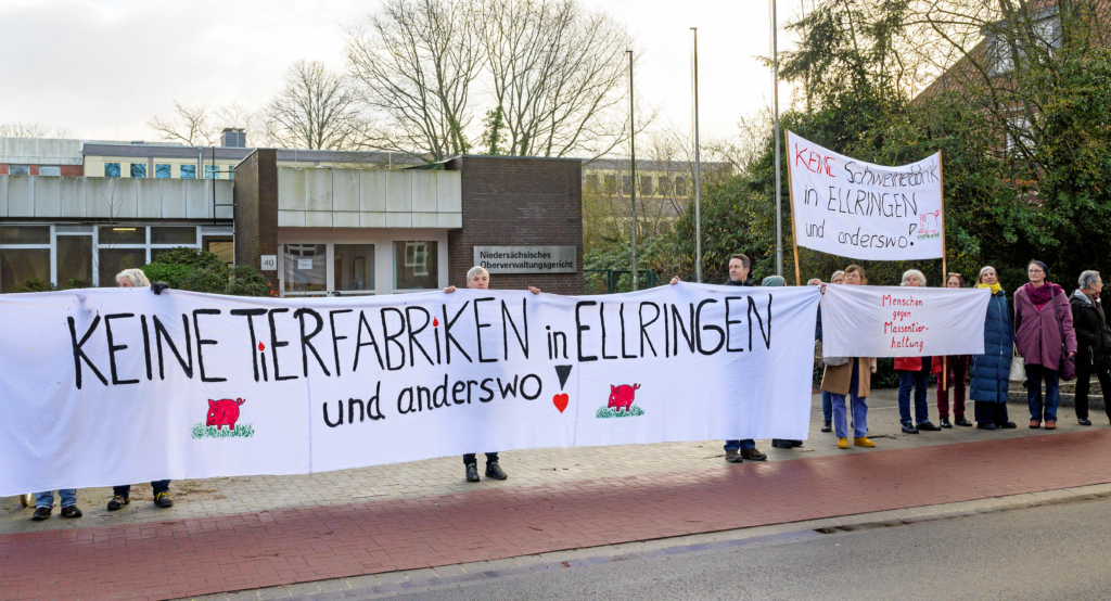 Nach jahrelangen Protesten: Erweiterung der Ferkelzucht in Ellringen ...